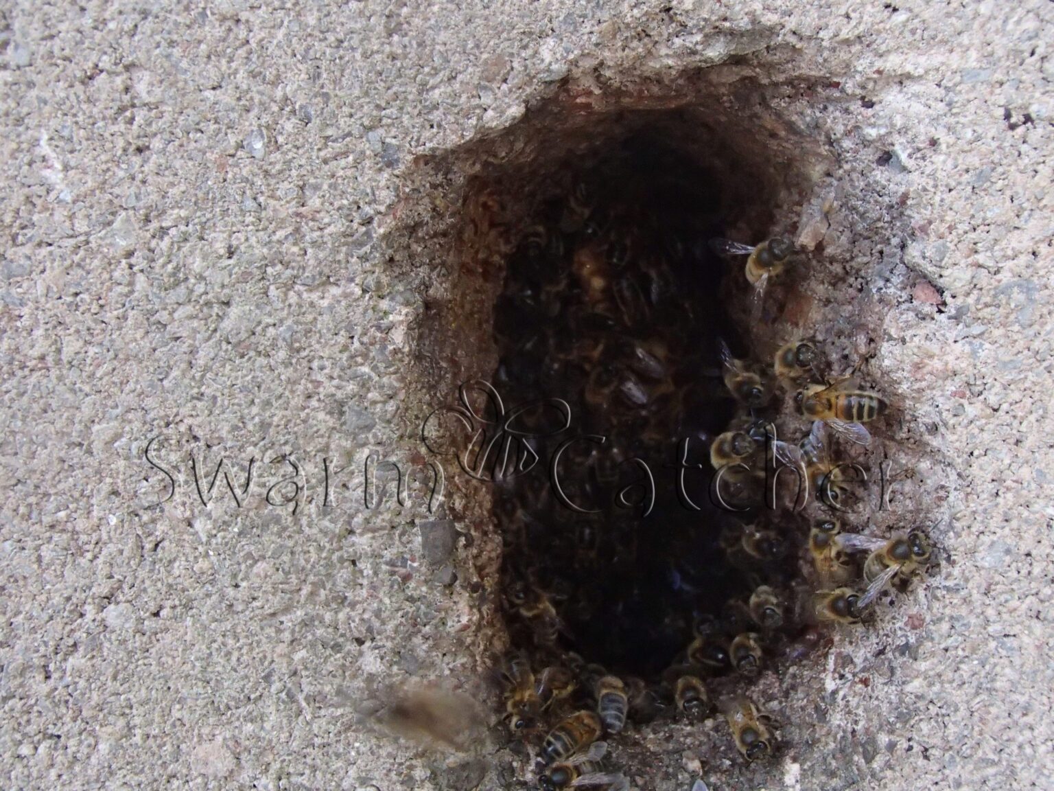 Bees in Wall? Removed Alive, No Major Building Work | SwarmCatcher