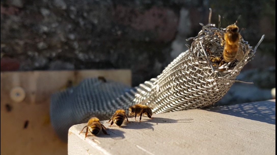 Honey bee exclusion - SwarmCatcher