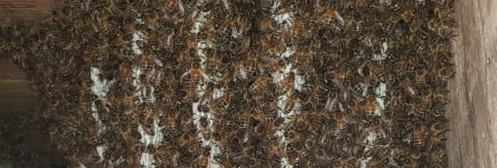 Why you need to act quickly if a honey bee swarm takes up residence in ...